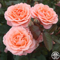 Jump For Joy Rose - Floribunda - Lightly Fragrant – Heirloom Roses