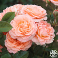 Jump For Joy Rose - Floribunda - Lightly Fragrant – Heirloom Roses