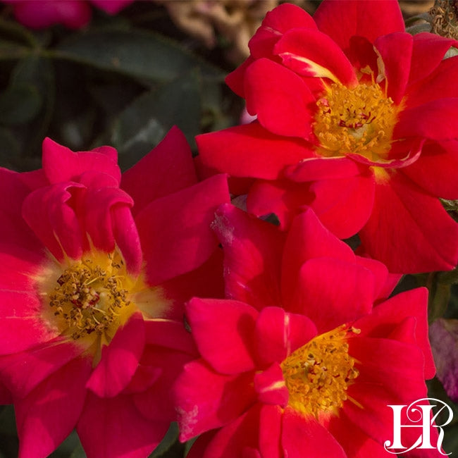 Just For You – Heirloom Roses