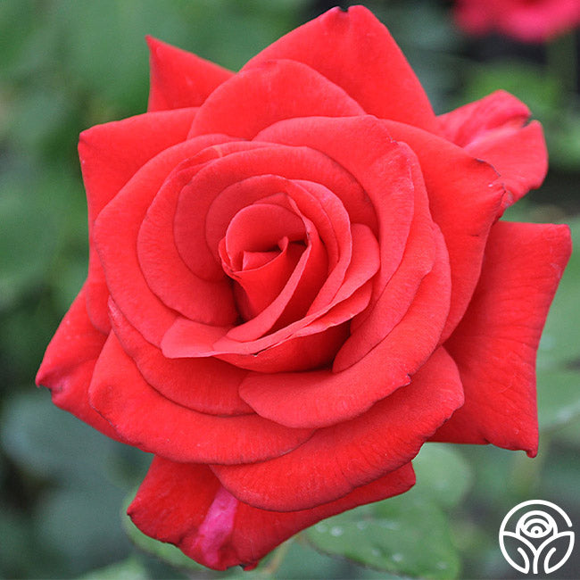 Kardinal Rose - Hybrid Tea - Lightly Fragrant – Heirloom Roses