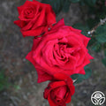 Kardinal Rose - Hybrid Tea - Lightly Fragrant – Heirloom Roses