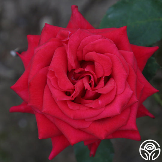 Kardinal Rose - Hybrid Tea - Lightly Fragrant – Heirloom Roses