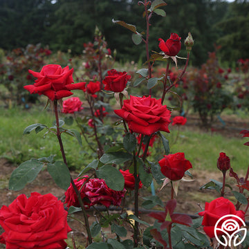 Kardinal Rose - Hybrid Tea - Lightly Fragrant – Heirloom Roses