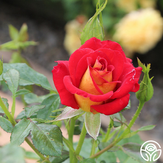 Ketchup & Mustard Rose - Floribunda - Moderately Fragrant – Heirloom Roses