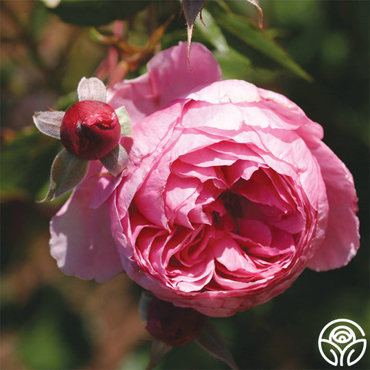 Lady Heirloom Rose - Shrub - Very Fragrant – Heirloom Roses