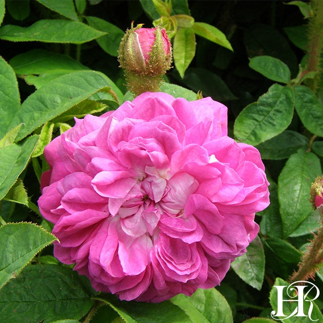 Laneii – Heirloom Roses