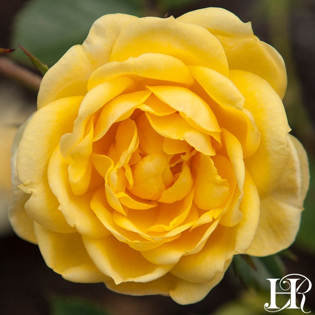Lemon Drop – Heirloom Roses