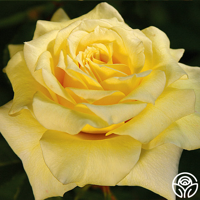 Limelight – Heirloom Roses