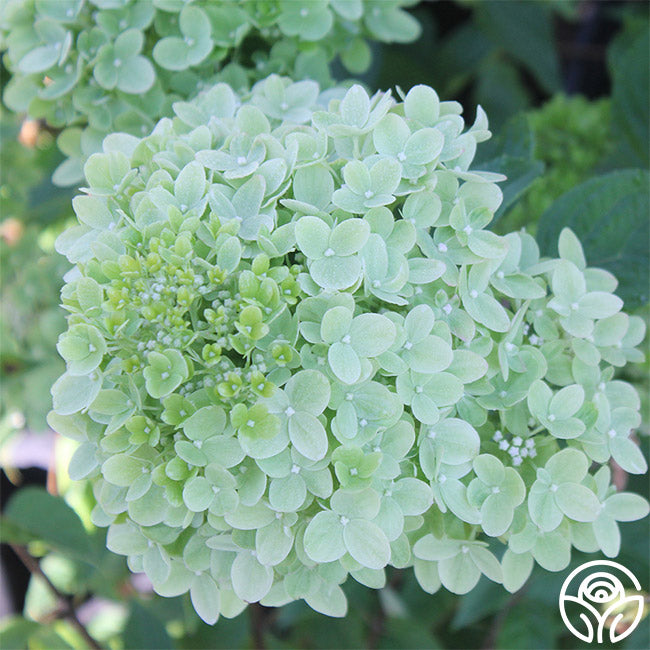 Little Lime – Heirloom Roses