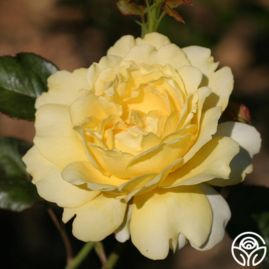 Lord Mountbatten Rose - English Legend - Very Fragrant – Heirloom Roses