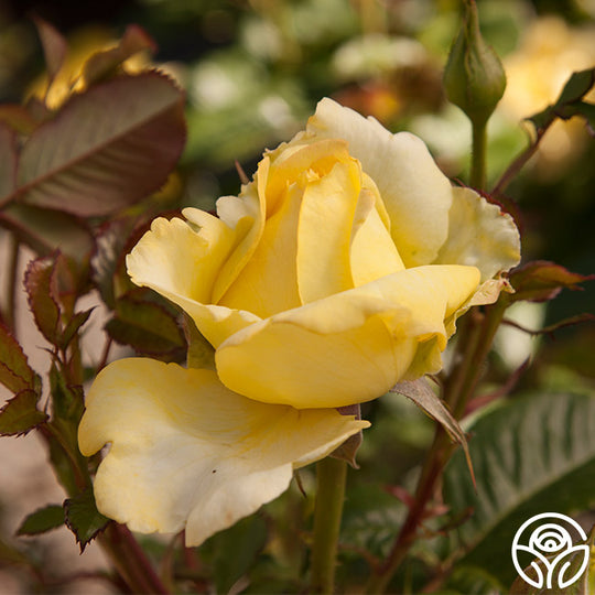 Lord Mountbatten Rose - English Legend - Very Fragrant – Heirloom Roses