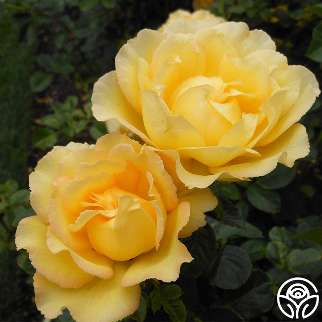 Lord Mountbatten Floribunda Rose | Fragrant Rose Plant – Heirloom Roses