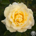 Lord Mountbatten Rose - English Legend - Very Fragrant – Heirloom Roses