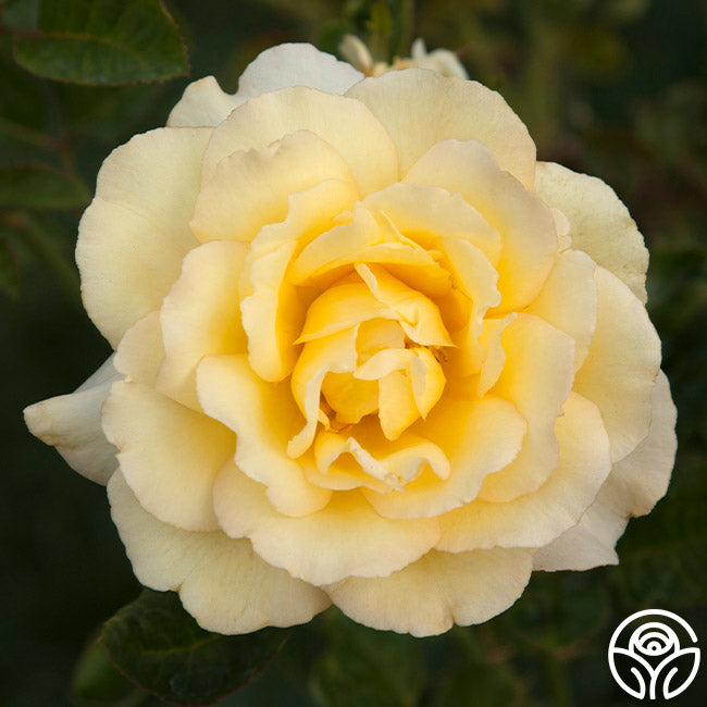 Lord Mountbatten Rose - English Legend - Very Fragrant – Heirloom Roses