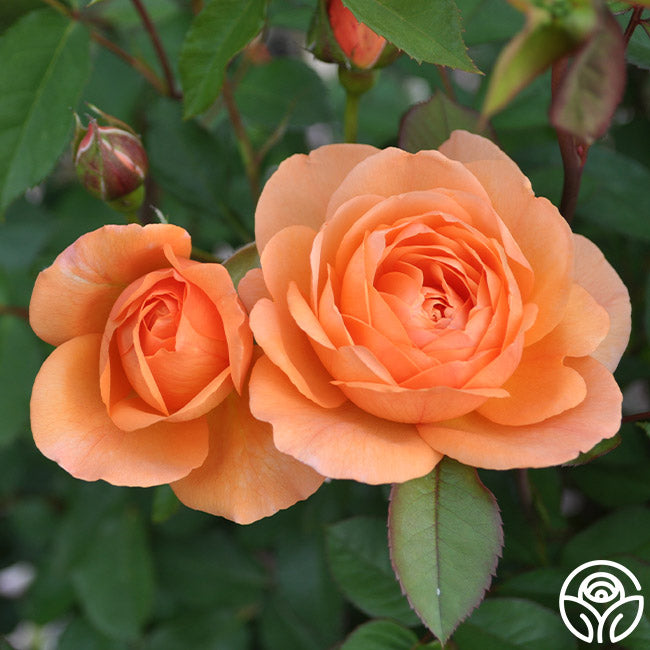 Louise Clements Rose - Shrub - Very Fragrant – Heirloom Roses