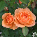 Louise Clements Rose - Shrub - Very Fragrant – Heirloom Roses