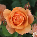 Louise Clements Rose - Shrub - Very Fragrant – Heirloom Roses