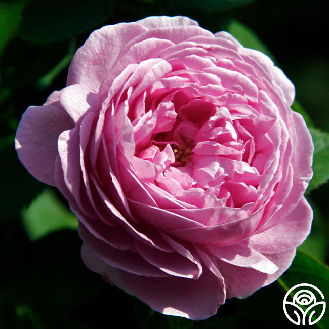 Louise Odier Rose - Bourbons - Moderately Fragrant – Heirloom Roses