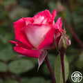 Love Rose - Grandiflora - Lightly Fragrant – Heirloom Roses