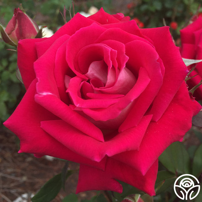Love Rose - Grandiflora - Lightly Fragrant – Heirloom Roses