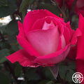 Love Rose - Grandiflora - Lightly Fragrant – Heirloom Roses