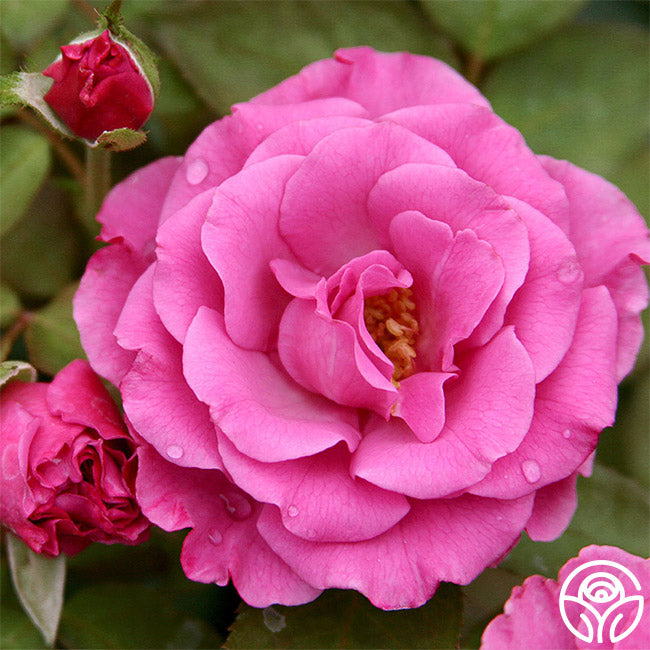 Love Potion Floribunda Rose | Fragrant Rose Plant – Heirloom Roses