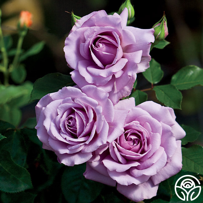 Love Song Rose Floribunda Moderately Fragrant Heirloom Roses