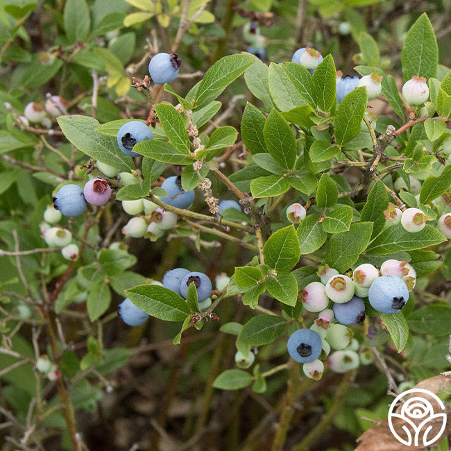 Lowbush Blueberry – Heirloom Roses