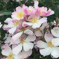 Lyda Rose Rose - Shrub - Exceptionally Fragrant – Heirloom Roses