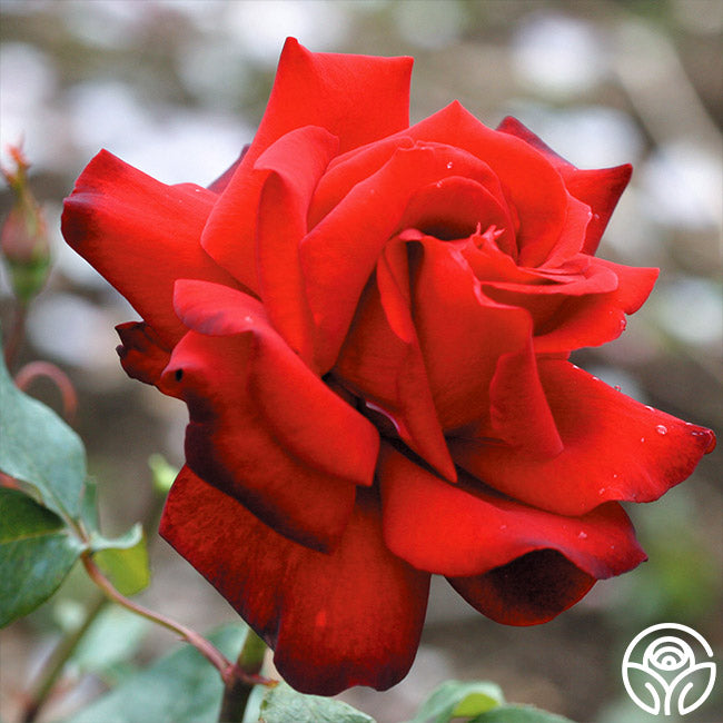 Madonna Rose - Hybrid Tea - Moderately Fragrant – Heirloom Roses