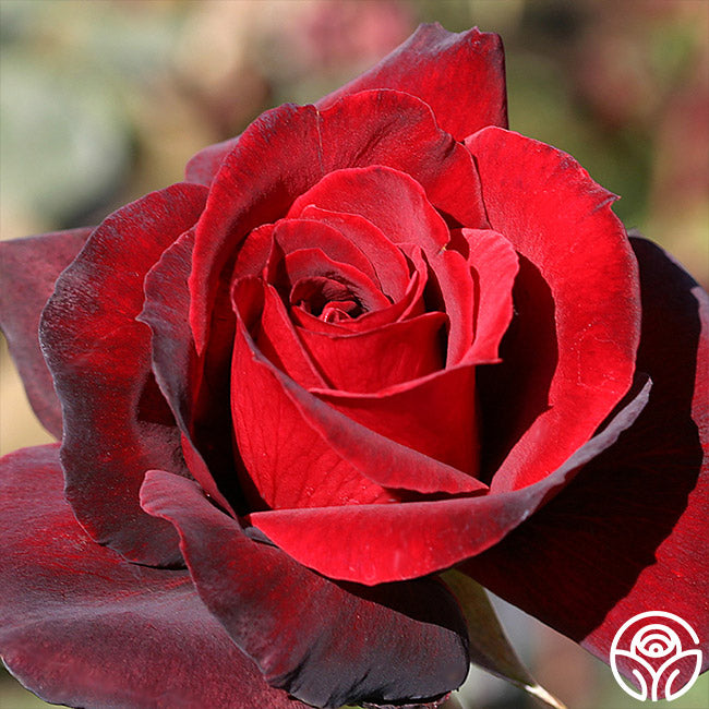 Madonna Hybrid Tea Rose | Red Rose Bush – Heirloom Roses