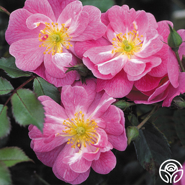 Magic Carpet | Purple Groundcover Rose Bush – Heirloom Roses