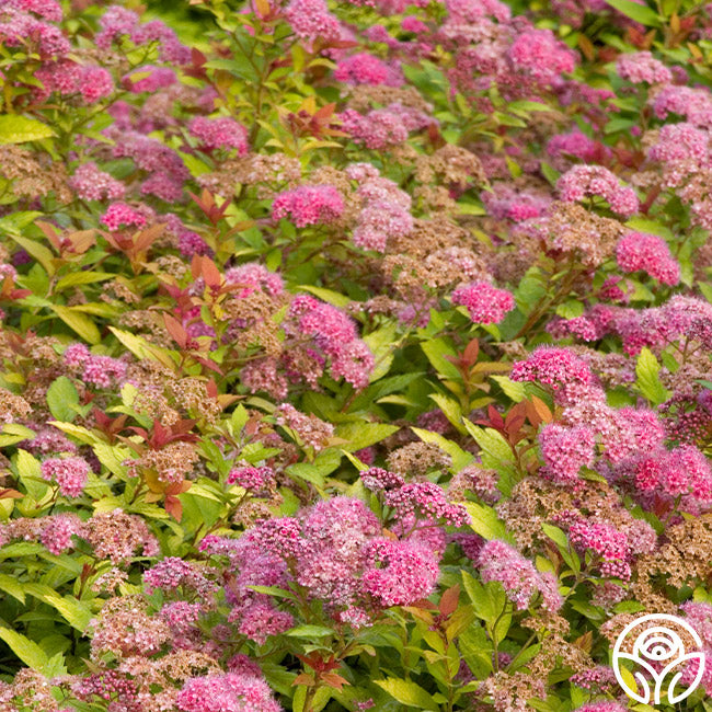 Magic Carpet Spirea – Heirloom Roses