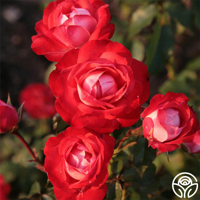 Mandarin Ice Floribunda Rose | Red Rose Bush – Heirloom Roses