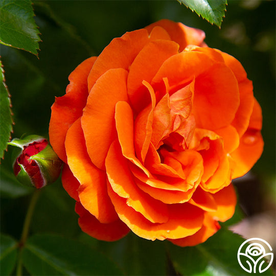 Mango Veranda® – Heirloom Roses