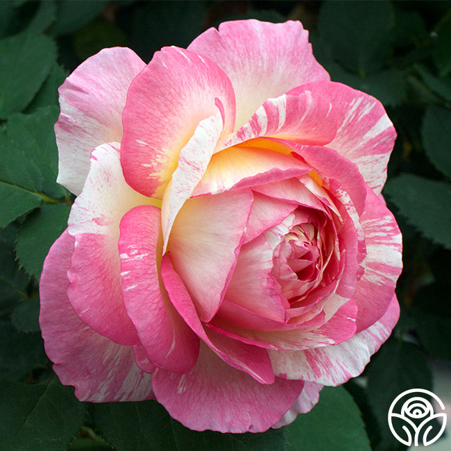 Marc Chagall™ | Colorful Floribunda Rose Bush – Heirloom Roses