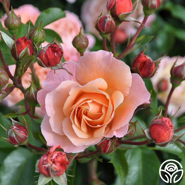 Marie Curie Shrub Rose | Pink Rose Bush – Heirloom Roses