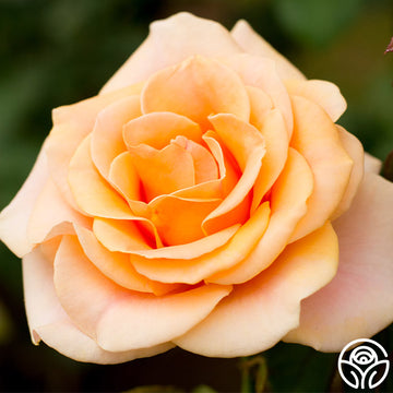 Marilyn Monroe Rose - Hybrid Tea - Lightly Fragrant – Heirloom Roses