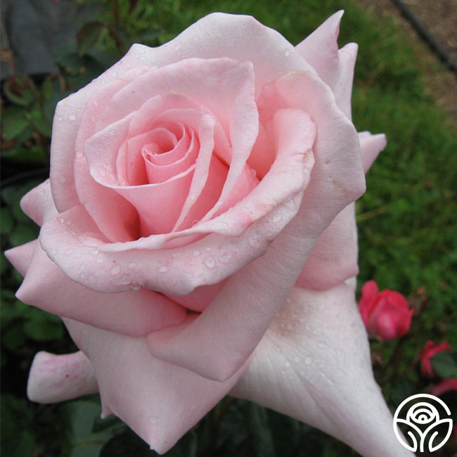 Marylou Whitney | Pink Hybrid Tea Rose Bush – Heirloom