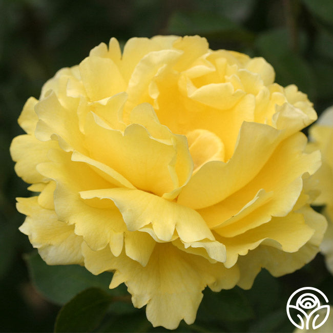 Mellow Yellow Hybrid Tea Rose | Yellow Rose Plant – Heirloom