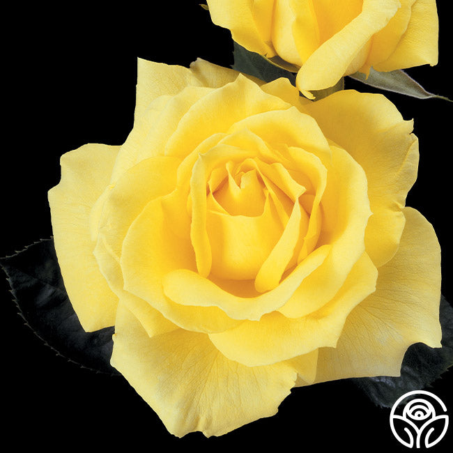 Mellow Yellow Rose - Hybrid Tea - Moderately Fragrant – Heirloom Roses