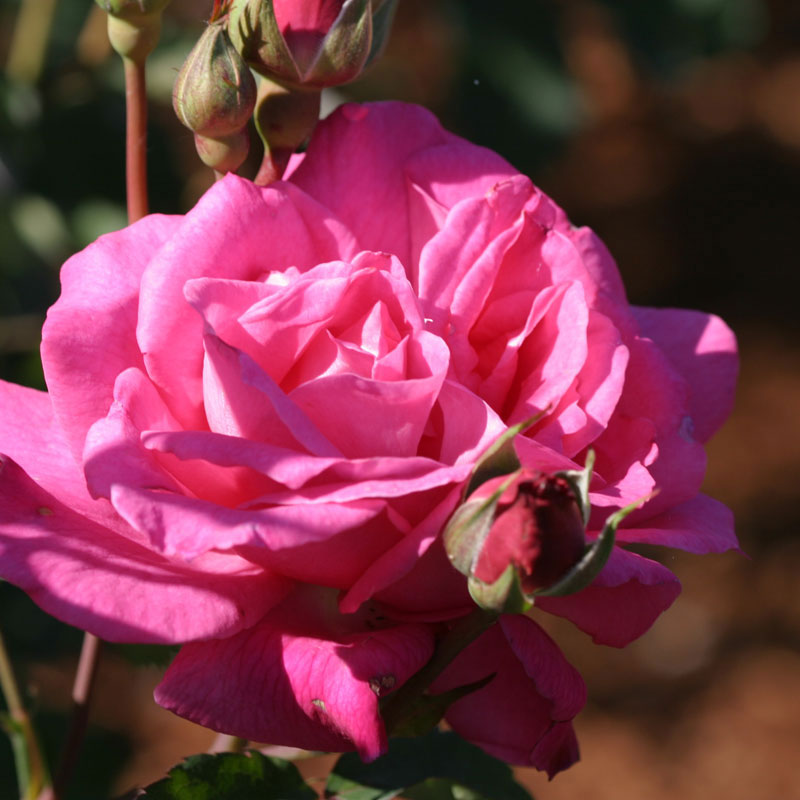 Sleeping Beauty Rose - Miniflora - Moderately Fragrant – Heirloom Roses