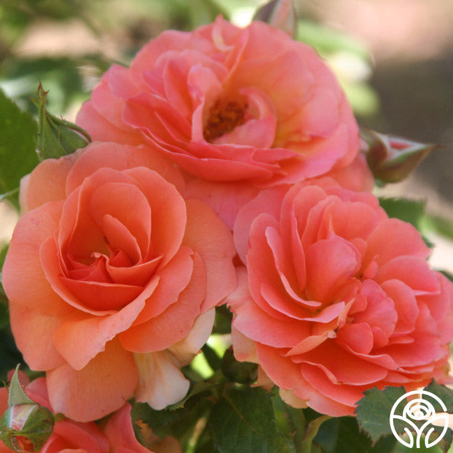 Midsummer Night's Dream Floribunda Rose | Fragrant Rose Plant ...