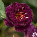Midnight Blue Rose - Shrub - Very Fragrant – Heirloom Roses