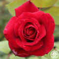 Mister Lincoln Rose - Hybrid Tea - Exceptionally Fragrant – Heirloom Roses