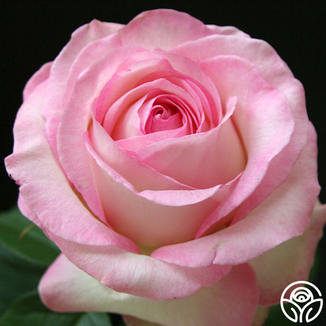 Moonstone Rose - Hybrid Tea - Lightly Fragrant – Heirloom Roses