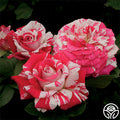 Neil Diamond Rose - Hybrid Tea - Exceptionally Fragrant – Heirloom Roses