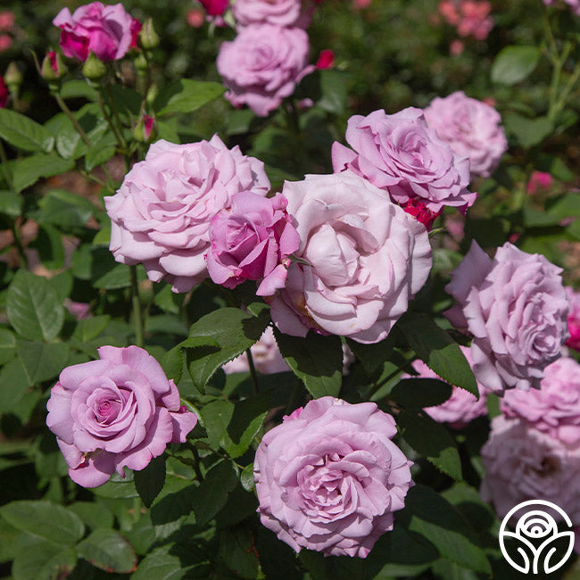 Neptune Hybrid Tea Rose | Purple Rose Plant – Heirloom