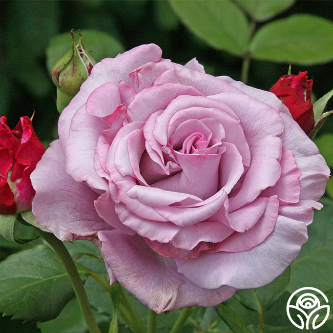 Neptune Hybrid Tea Rose | Purple Rose Plant – Heirloom