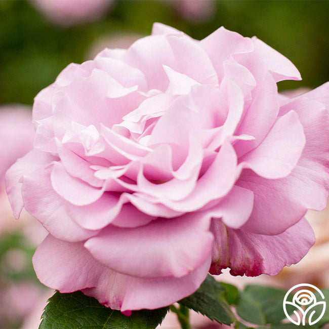 Neptune Hybrid Tea Rose | Purple Rose Plant – Heirloom